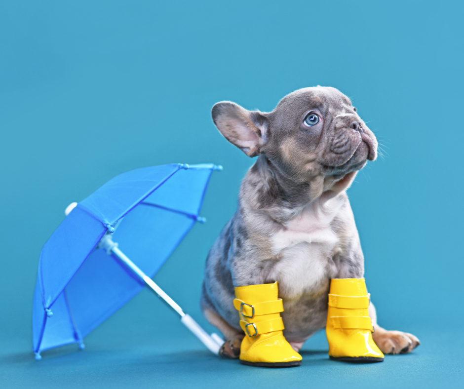 Keeping Pets Safe During Rainy Weather | AAA Animal Hospital