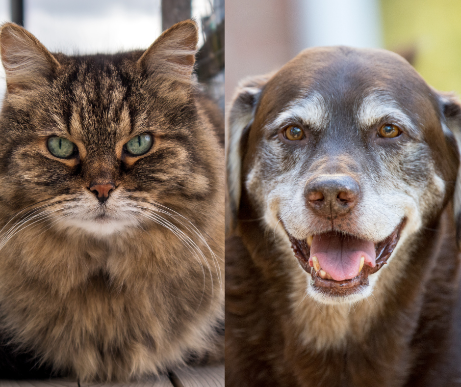 Caring For Your Senior Pet: A Comprehensive Guide To Their Health And ...